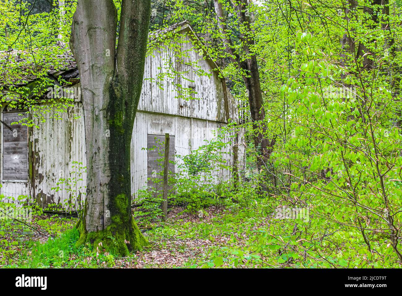Broken destroyed old house in forest with green plants trees in the ...