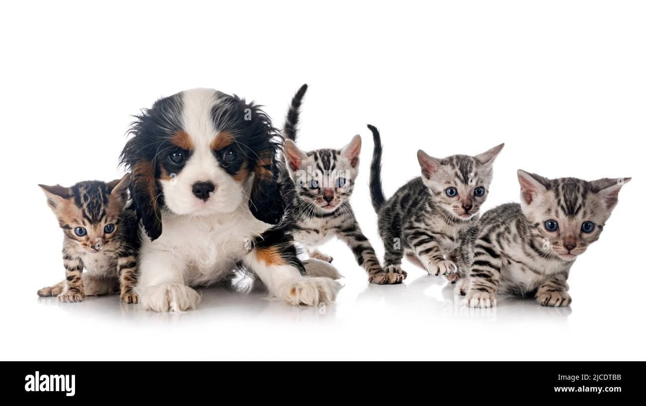 bengal cats and cavalier king charles in front of white background ...