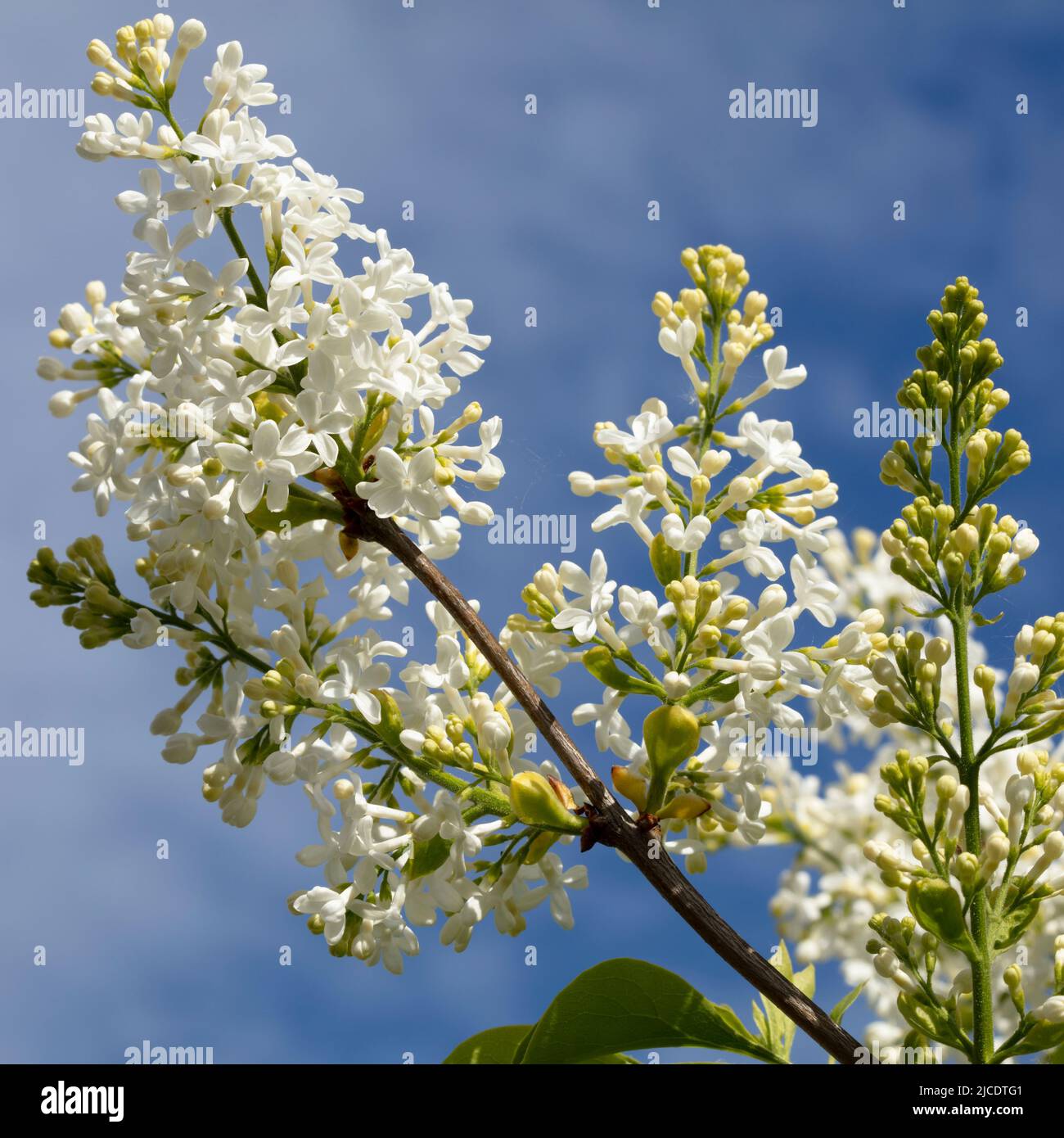 Flowers in bloom on a white lilac bush in a garden. Blue sky and ...
