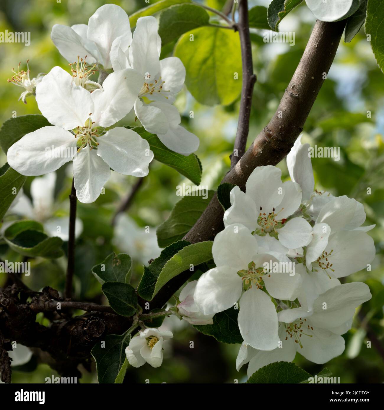 Blooming flowers of an apple tree in May. Close up on sepal and petal ...