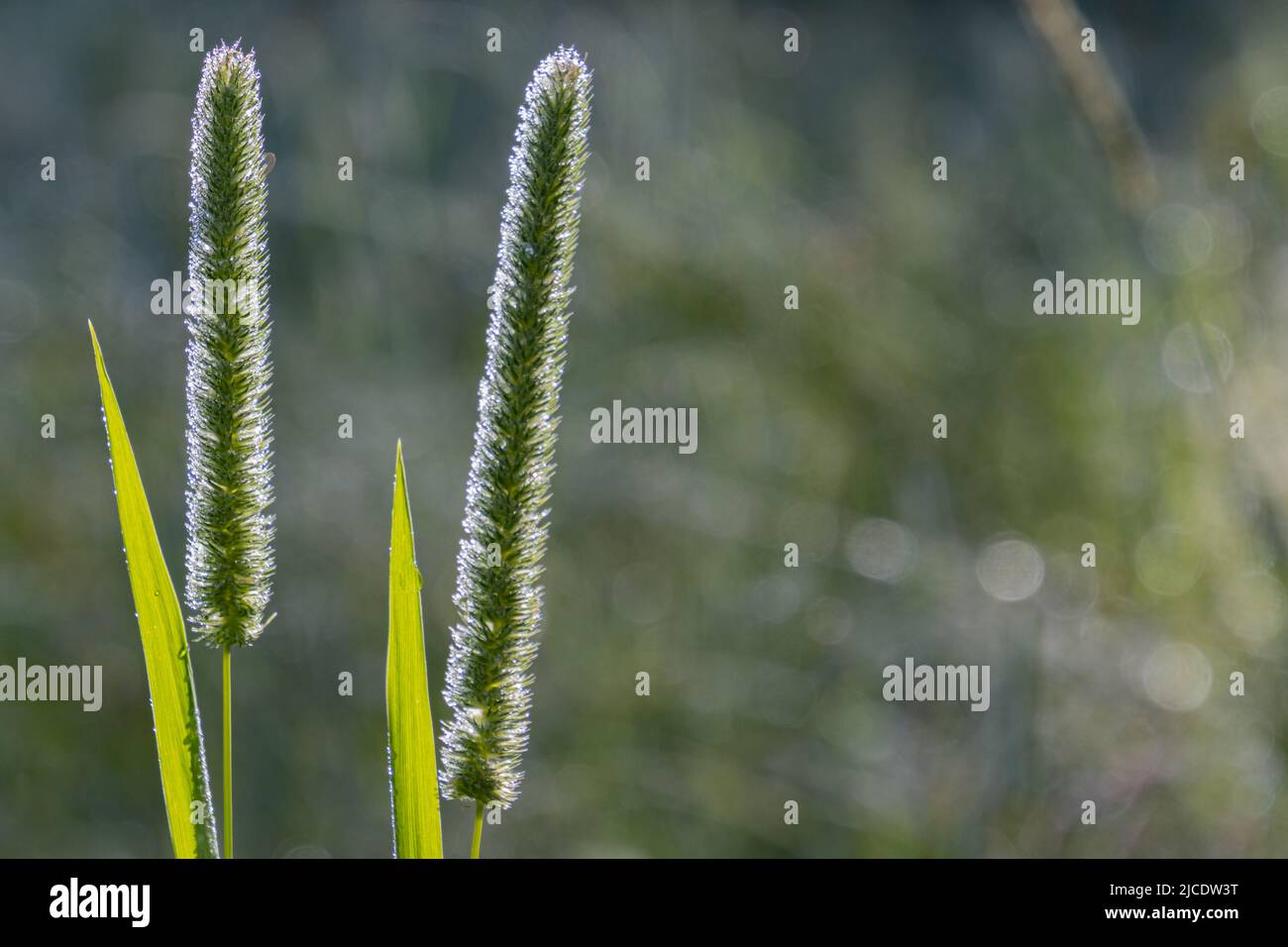 Close up of timothy grass with dewdrops, with copy space, Phleum ...