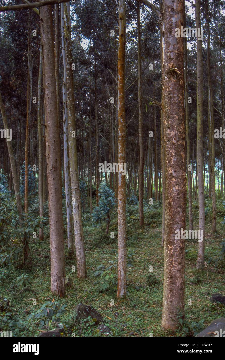 Eucalyptus forest in Rwanda. These are fast growing trees, not native ...