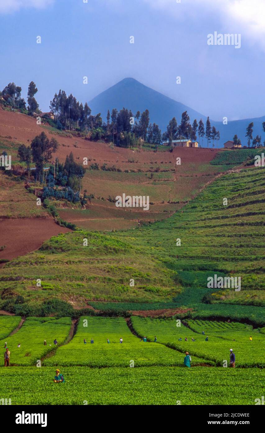 Tea plantation near Gisenyi, Rwanda. Mt Karisimbi in background, part ...