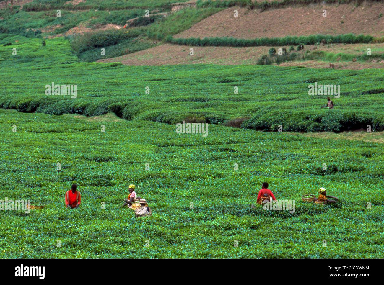 Tea plantation near Gisenyi, Rwanda Stock Photo - Alamy