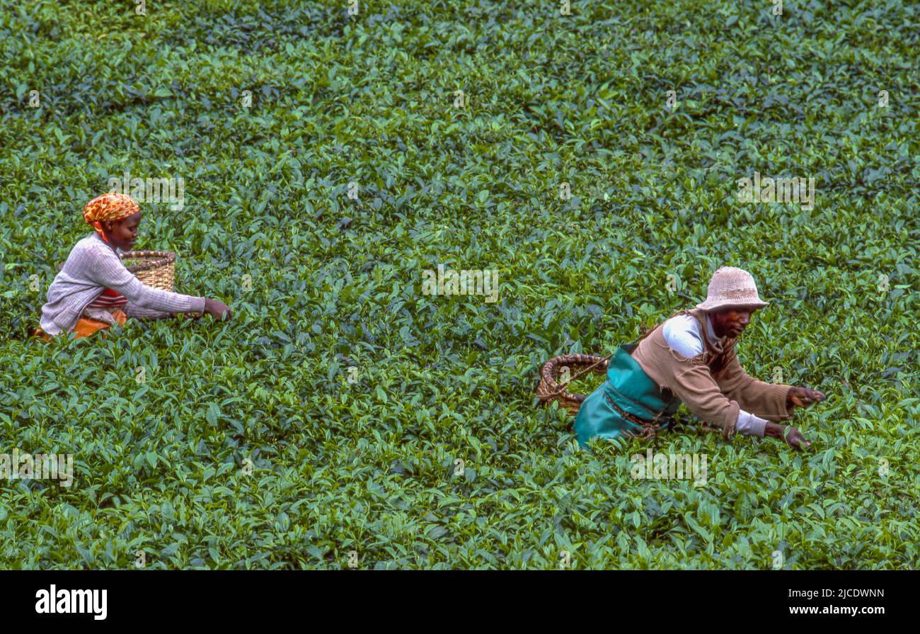 Tea plantation near Gisenyi, Rwanda Stock Photo - Alamy