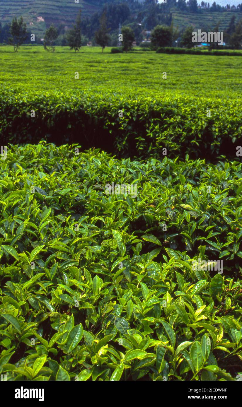 Farmers selling tea hi-res stock photography and images - Alamy
