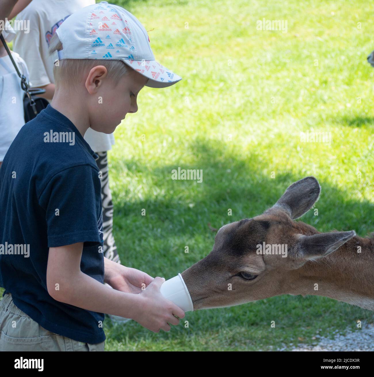 Boy feeding a sika deer in Wild Park Schloss Ortenburg Stock Photo - Alamy