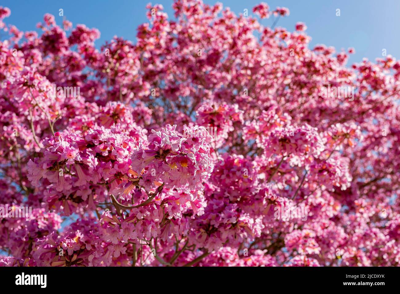 Sunny view of the beautiful Silk Floss Tree blossom at Descanso Garden ...