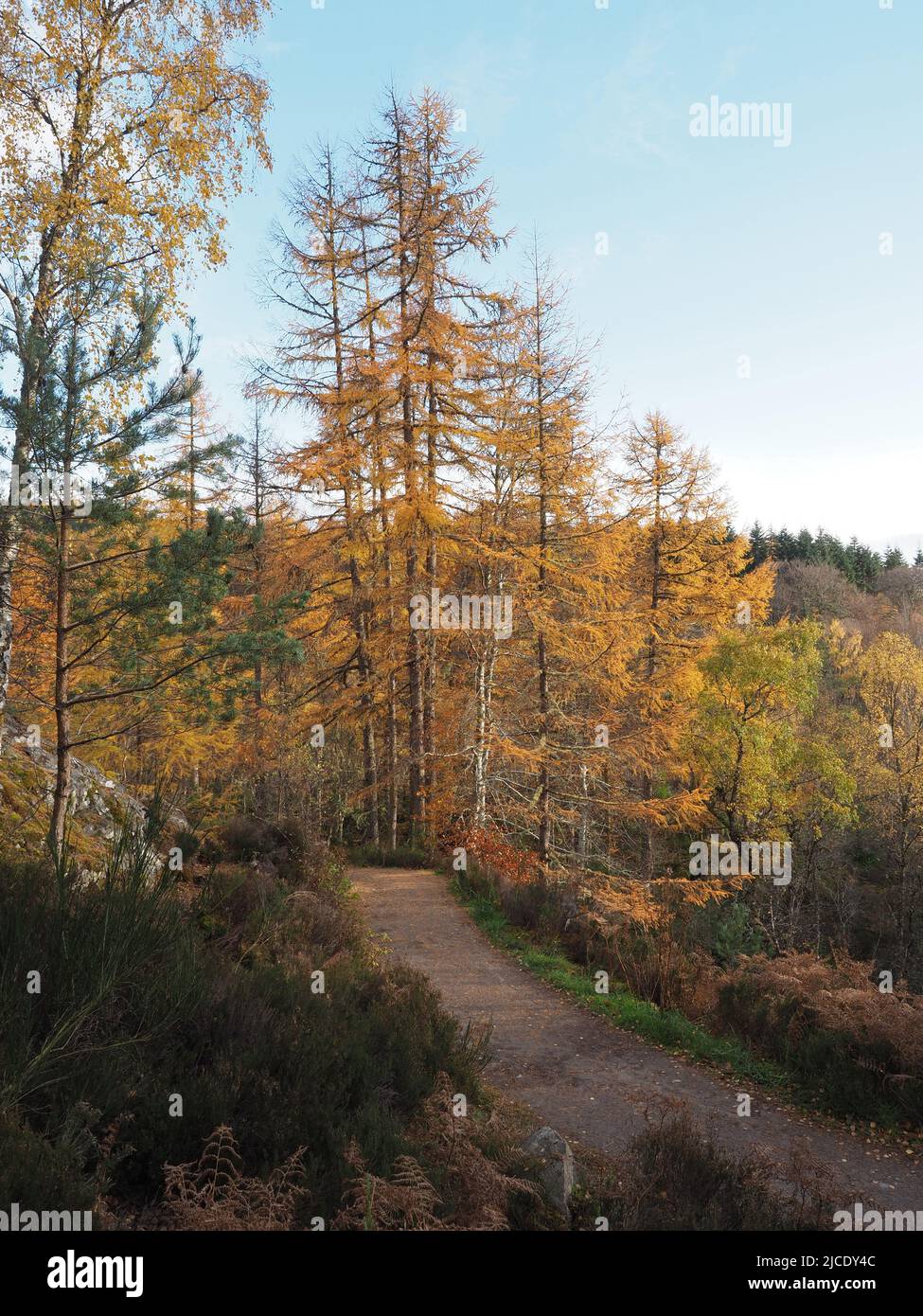 Black pine trees uk hi-res stock photography and images - Alamy