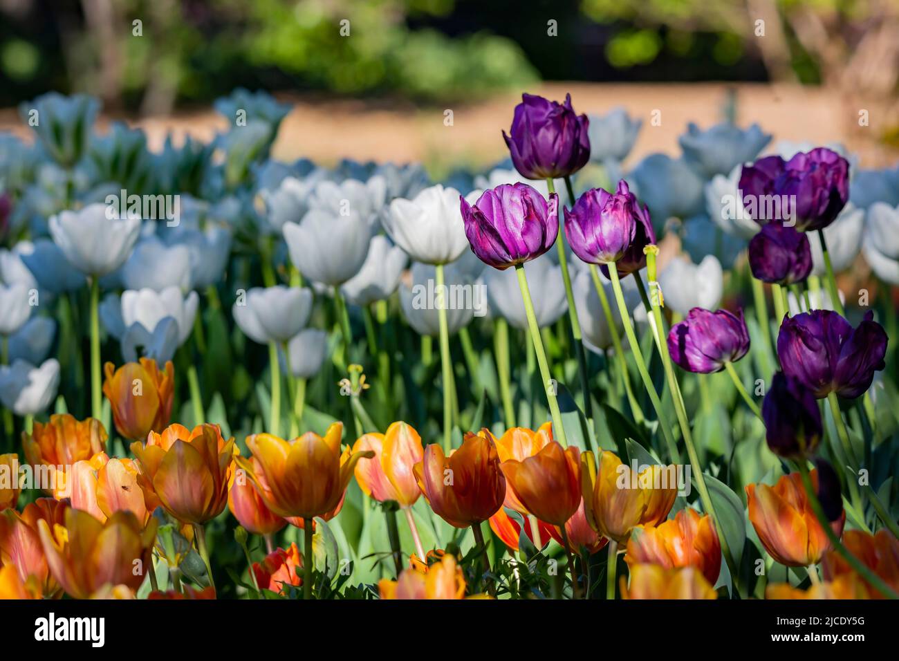Close up shot of tulips blossom at Los Angeles, California Stock Photo ...