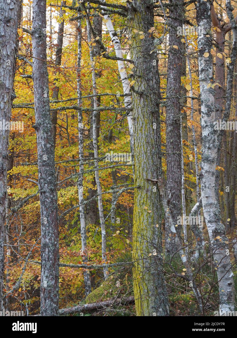 The autumn colours of leaves & bark in a forest of tall larch, birch ...
