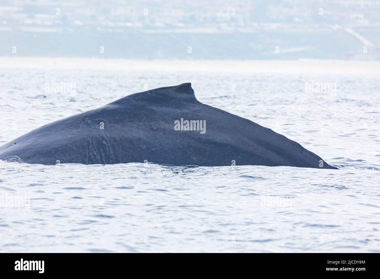 Close up shot of Humpback Whale back at Los Angeles Stock Photo - Alamy