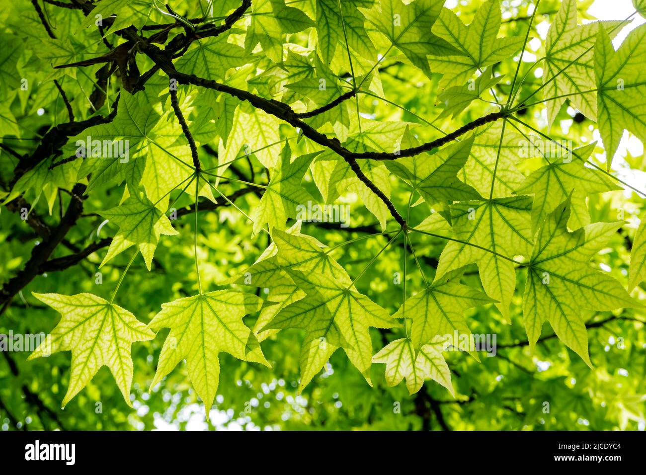 Maple tree landscape hi-res stock photography and images - Alamy