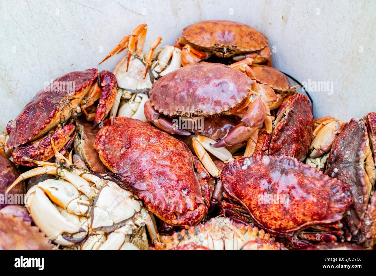 Close up shot of stone crab selling in fish market at Newport Beach ...
