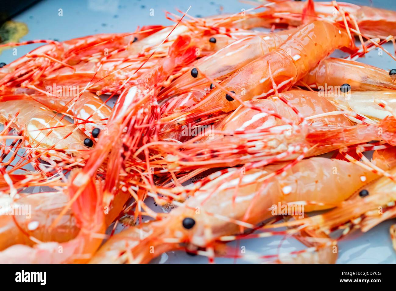 Close up shot of spot prawn selling in fish market at Newport Beach ...