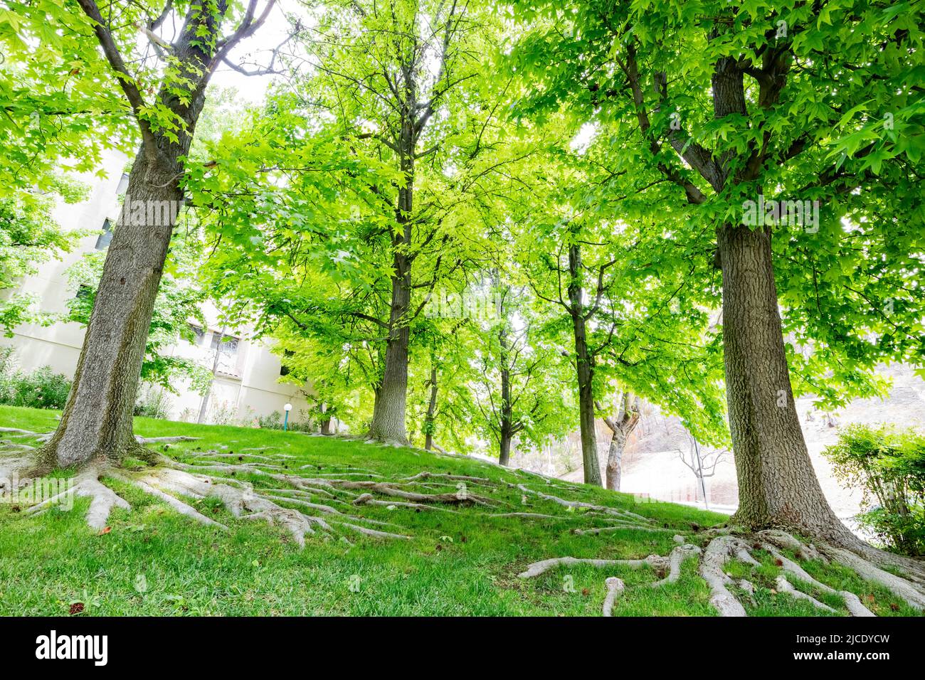 Sunny view of some maple tree landscape at California Stock Photo - Alamy