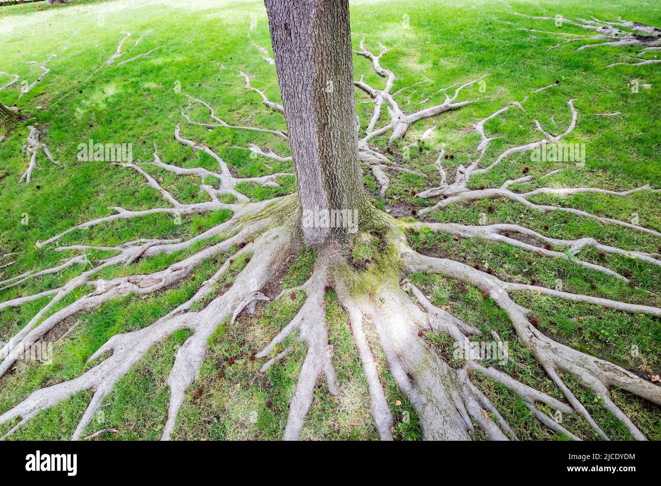 Sunny view of some maple tree and root landscape at California Stock ...