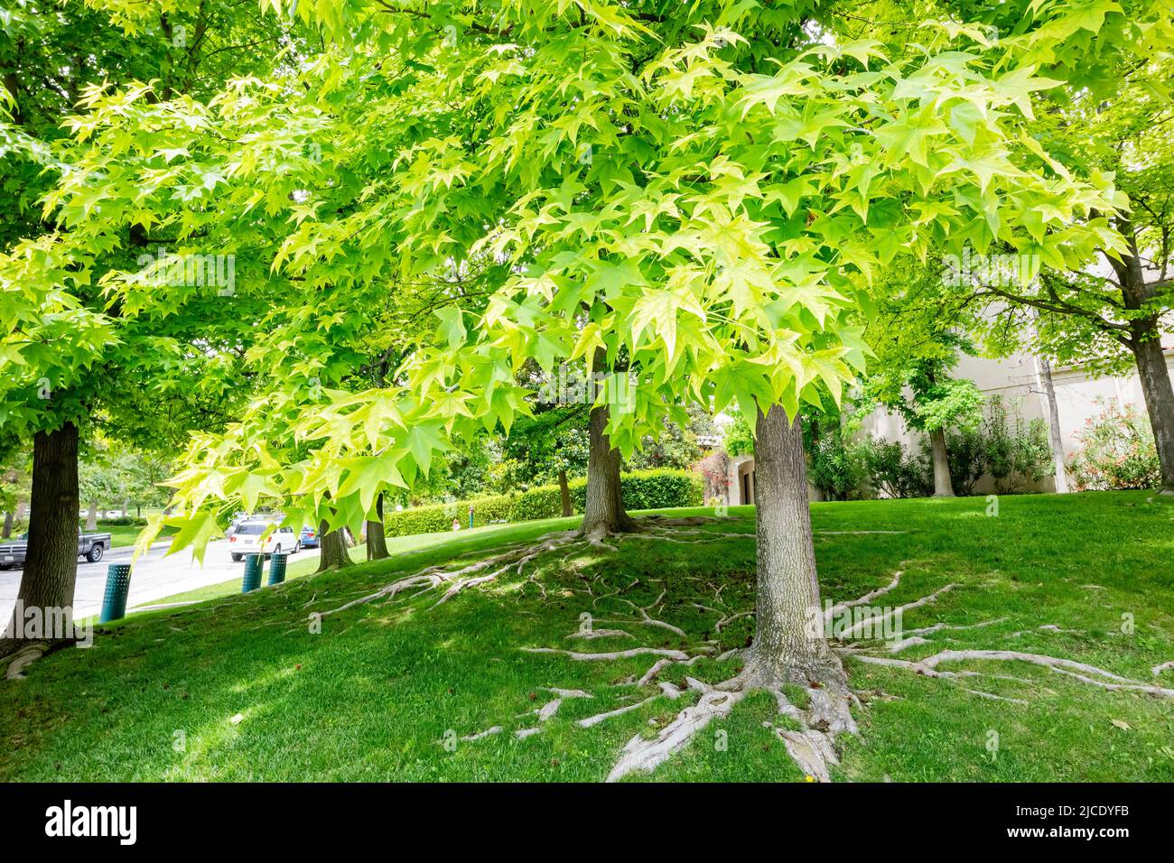 Maple tree landscape hi-res stock photography and images - Alamy