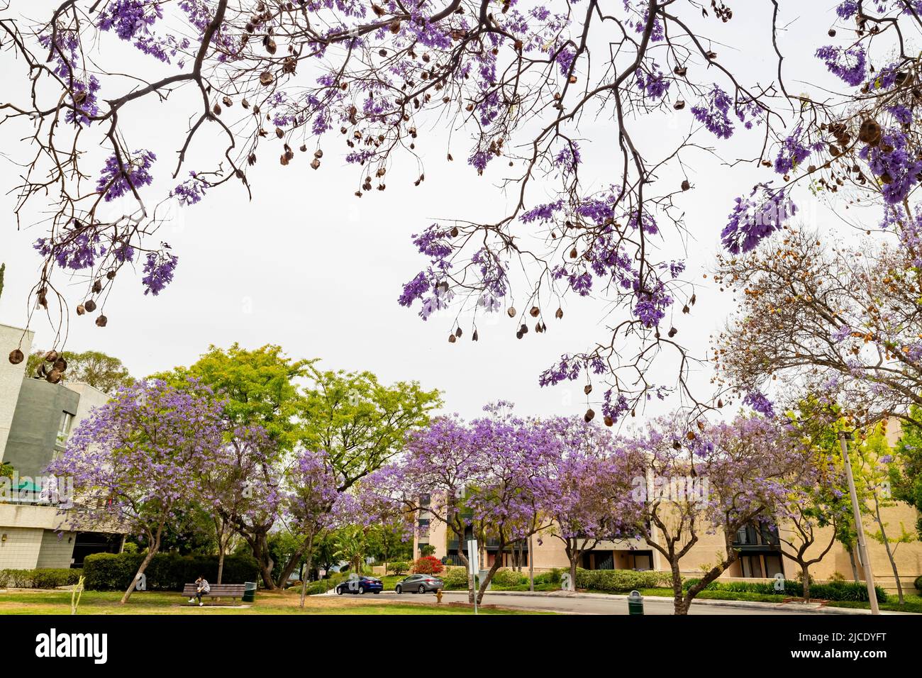 Daytime view of the Jacaranda Trees blossom at California Stock Photo ...