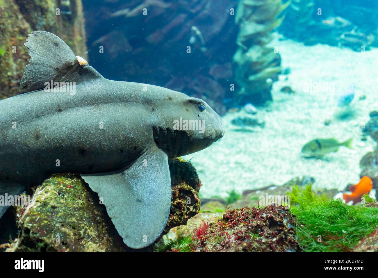 Close up shot shark in hi-res stock photography and images - Alamy