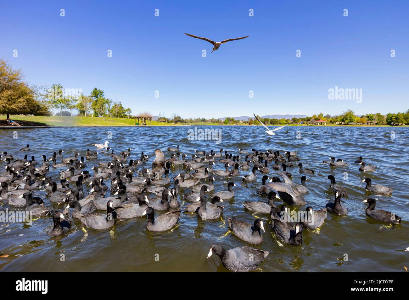 Close up shot of big group of Black coot at Lake Balboa, Los Angeles ...