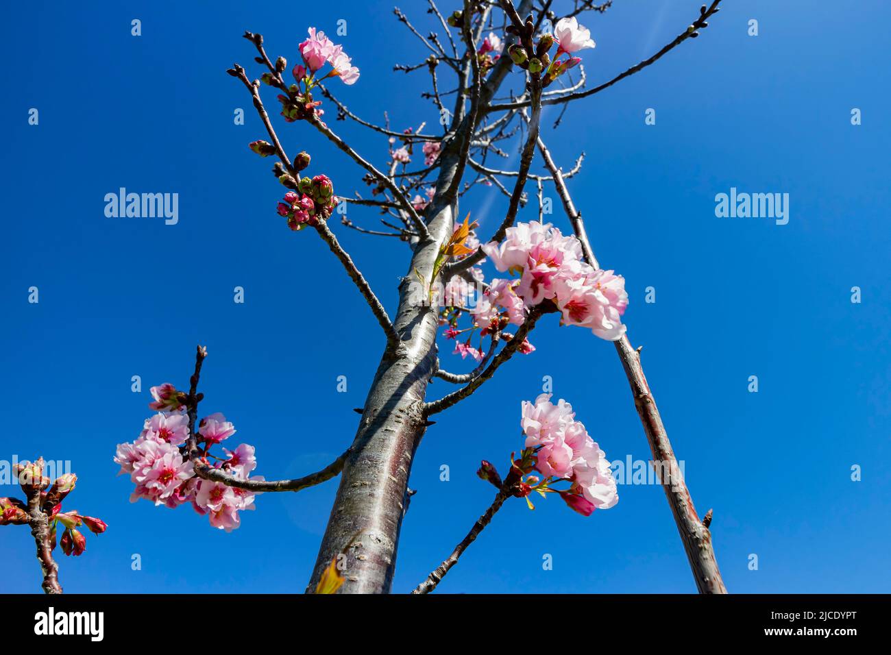 Sunny view of the Cherry Tree super blossom at Lake Balboa, Los Angeles ...