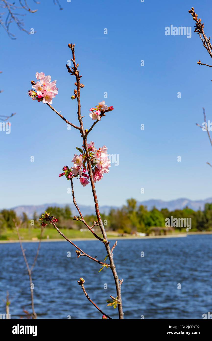 Sunny view of the Cherry Tree super blossom at Lake Balboa, Los Angeles ...