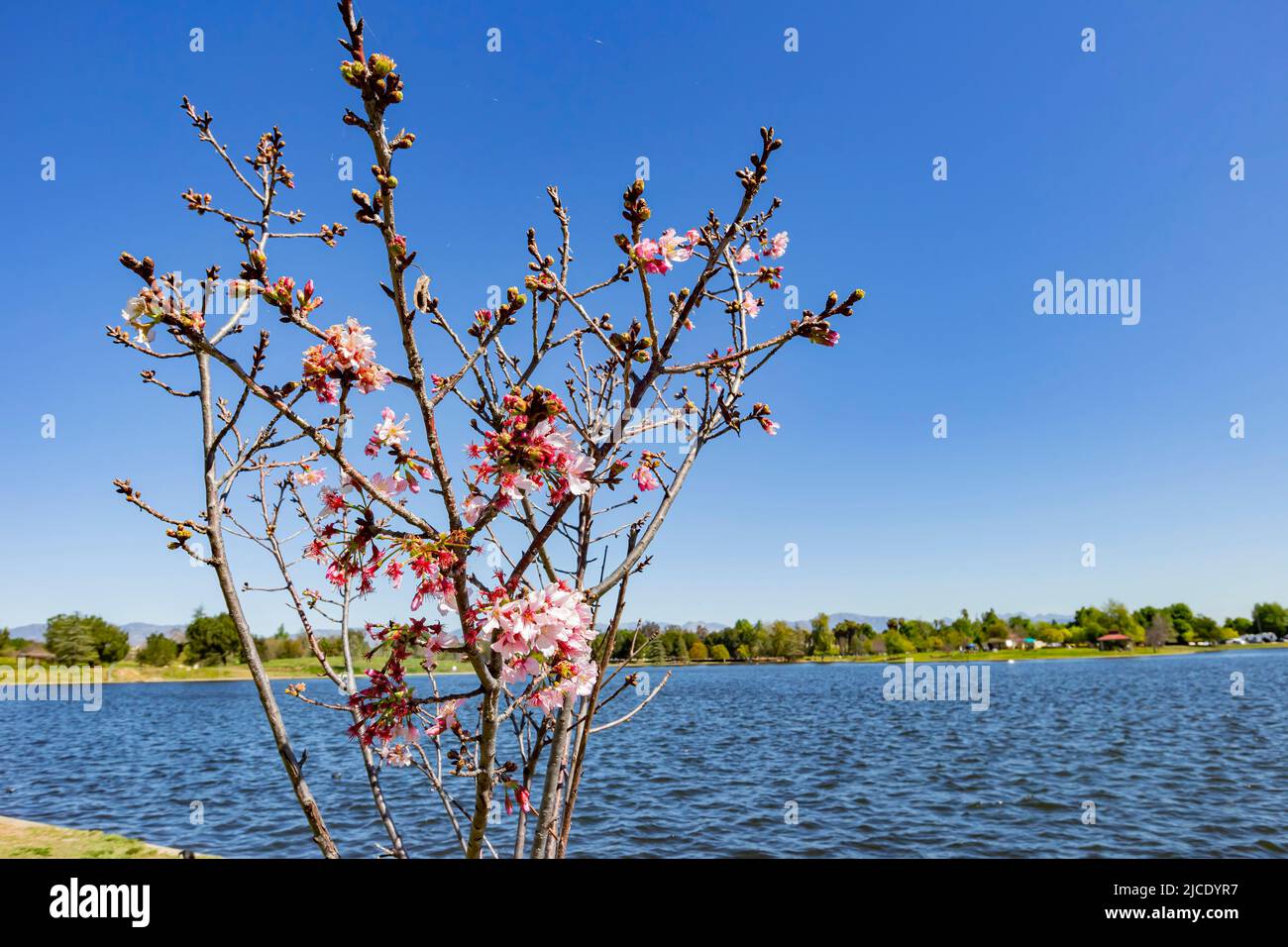 Sunny view of the Cherry Tree super blossom at Lake Balboa, Los Angeles ...