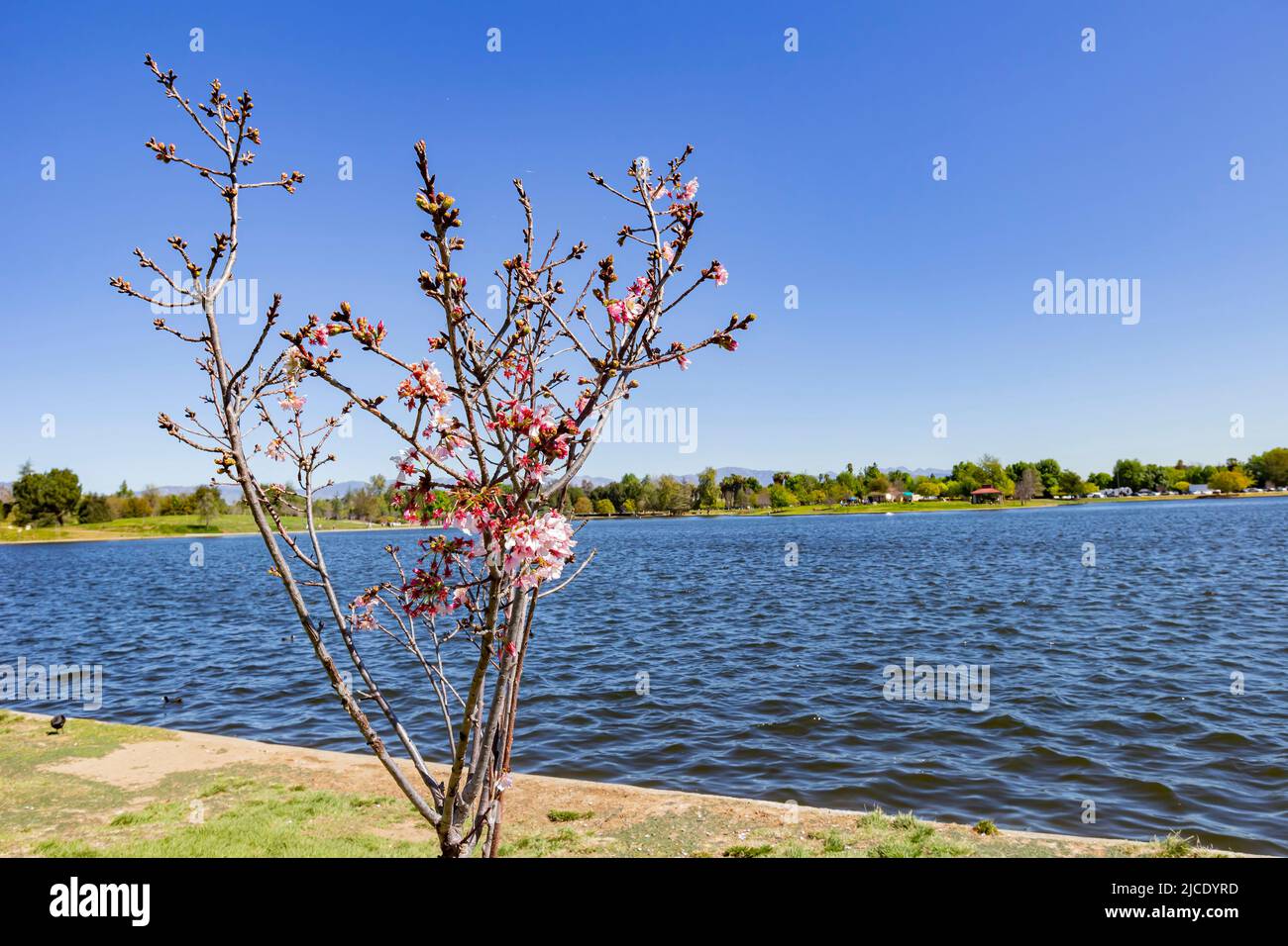 Sunny view of the Cherry Tree super blossom at Lake Balboa, Los Angeles ...