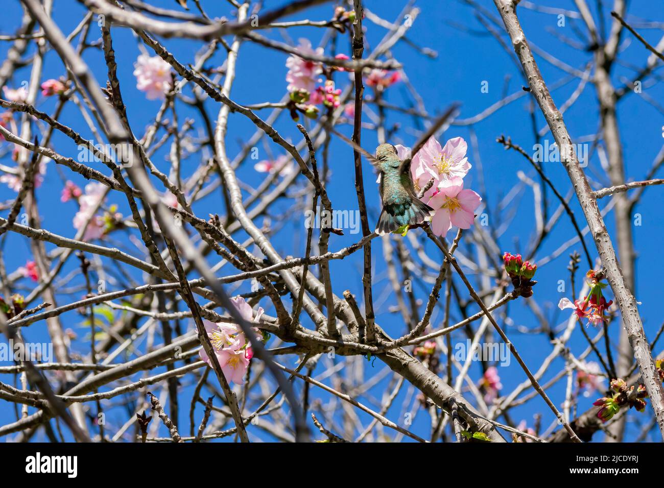Sunny view of the Cherry Tree super blossom at Lake Balboa, Los Angeles ...