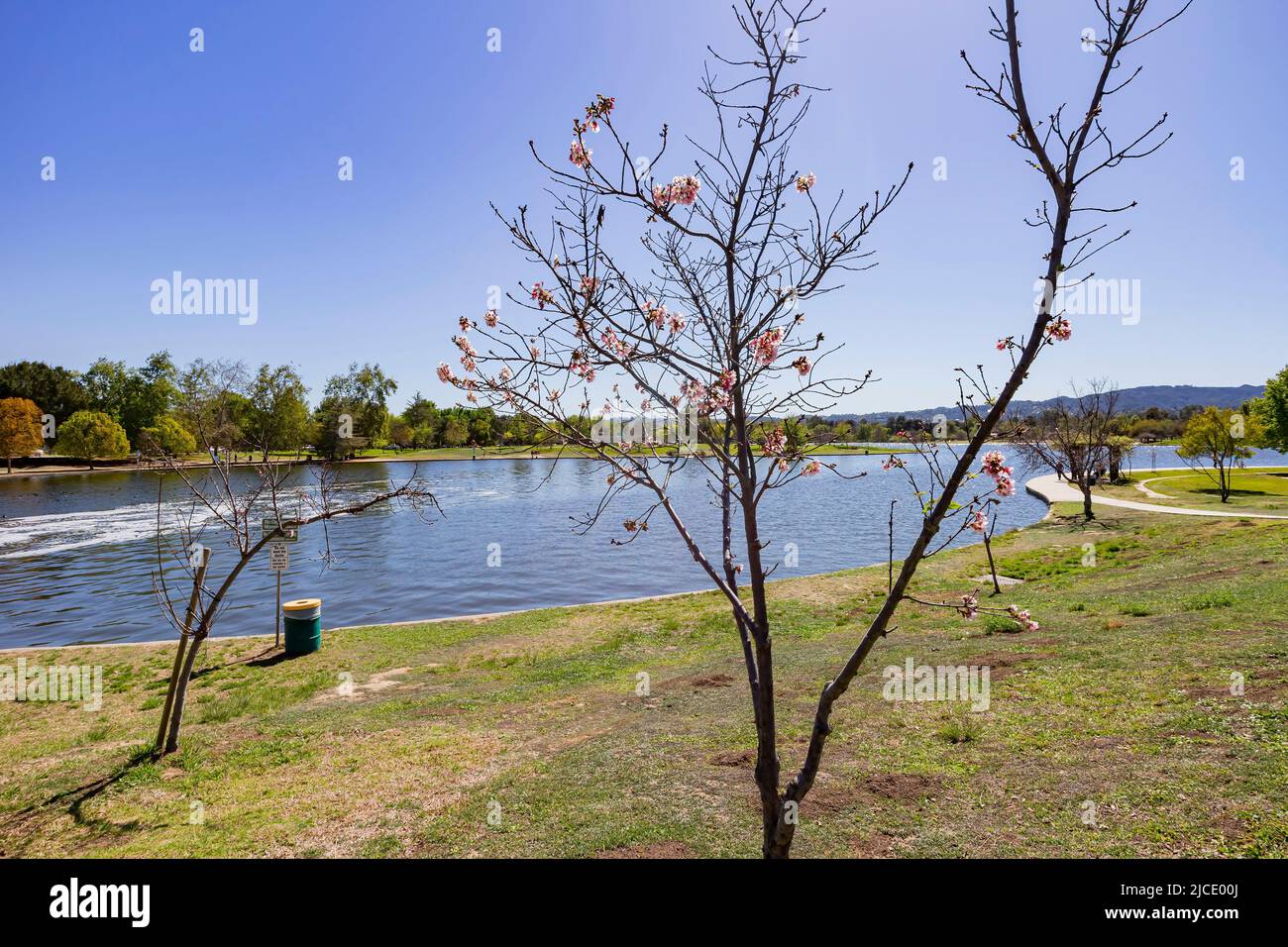 Sunny view of the Cherry Tree super blossom at Lake Balboa, Los Angeles ...
