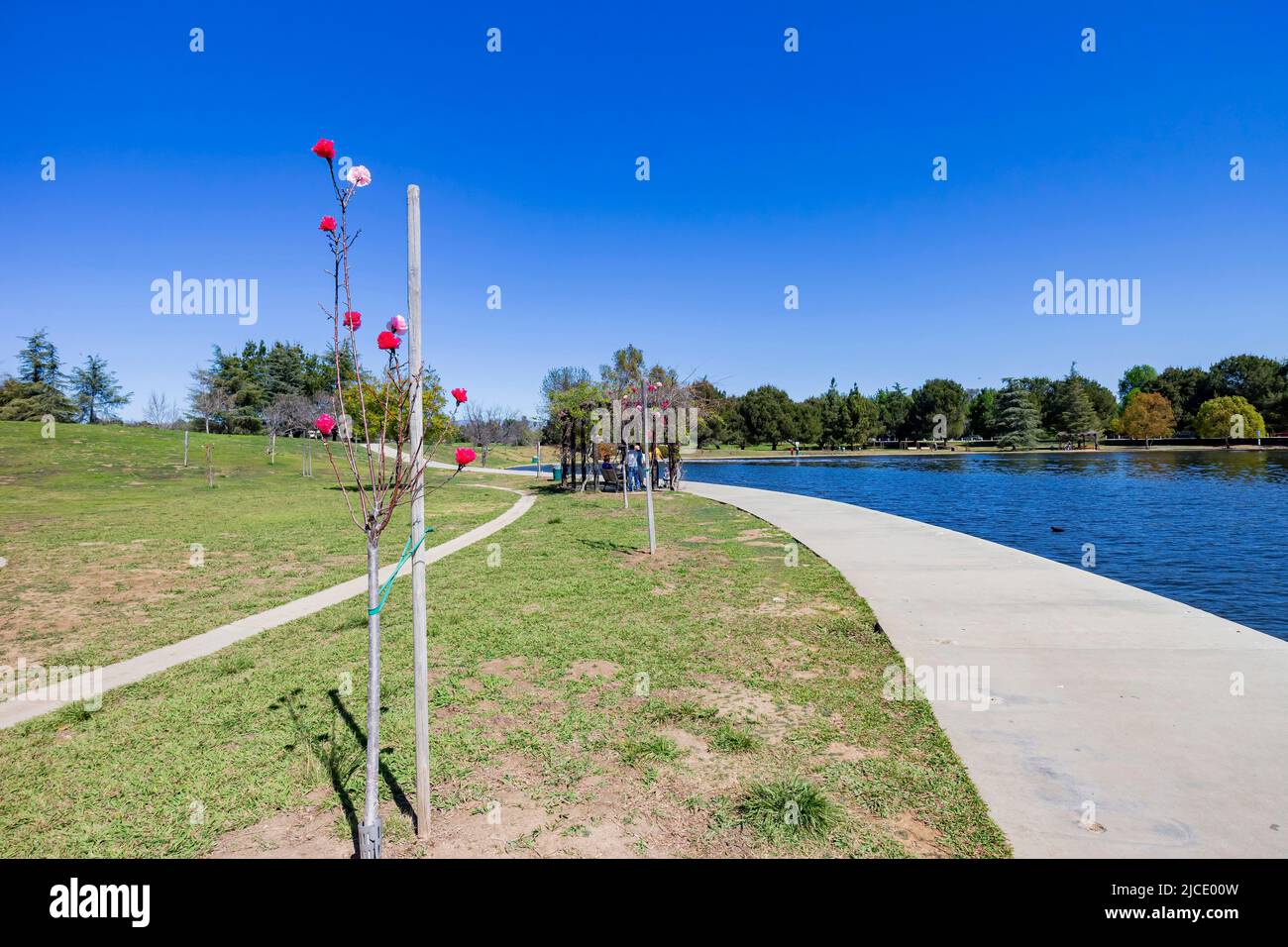 Sunny view of the Cherry Tree super blossom at Lake Balboa, Los Angeles ...