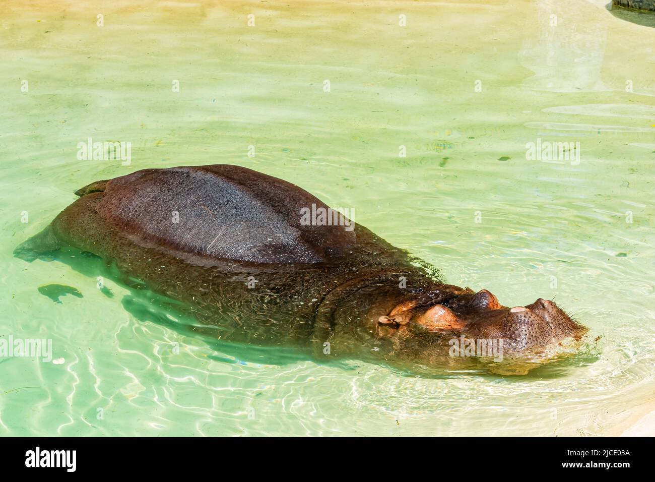 Hippo lying hi-res stock photography and images - Alamy