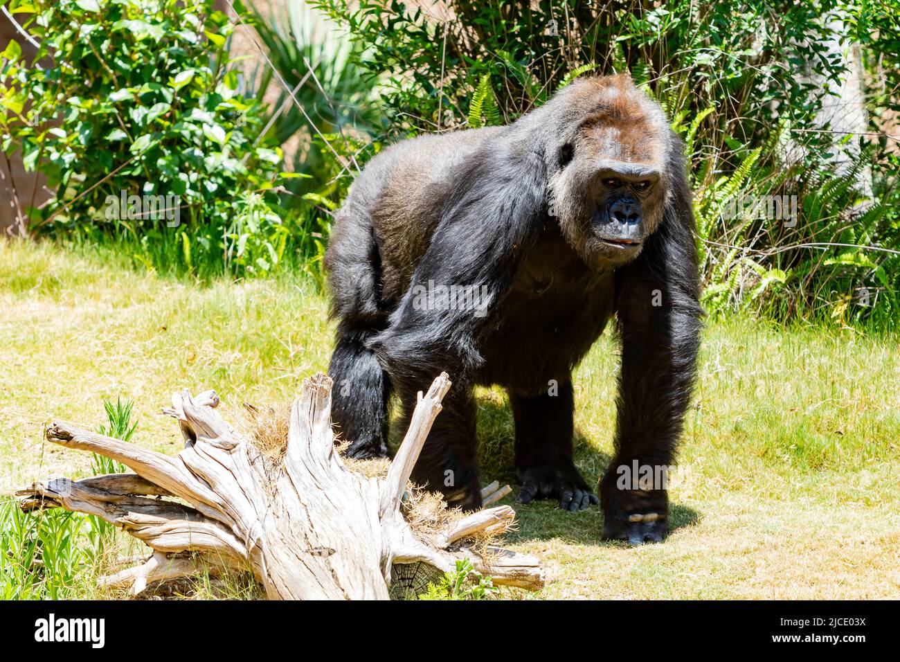 Close up shot gorilla hi-res stock photography and images - Alamy