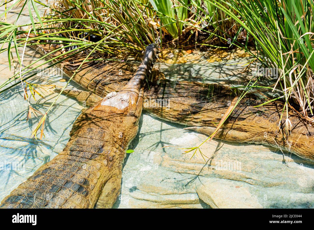 Gharial close up hi-res stock photography and images - Alamy