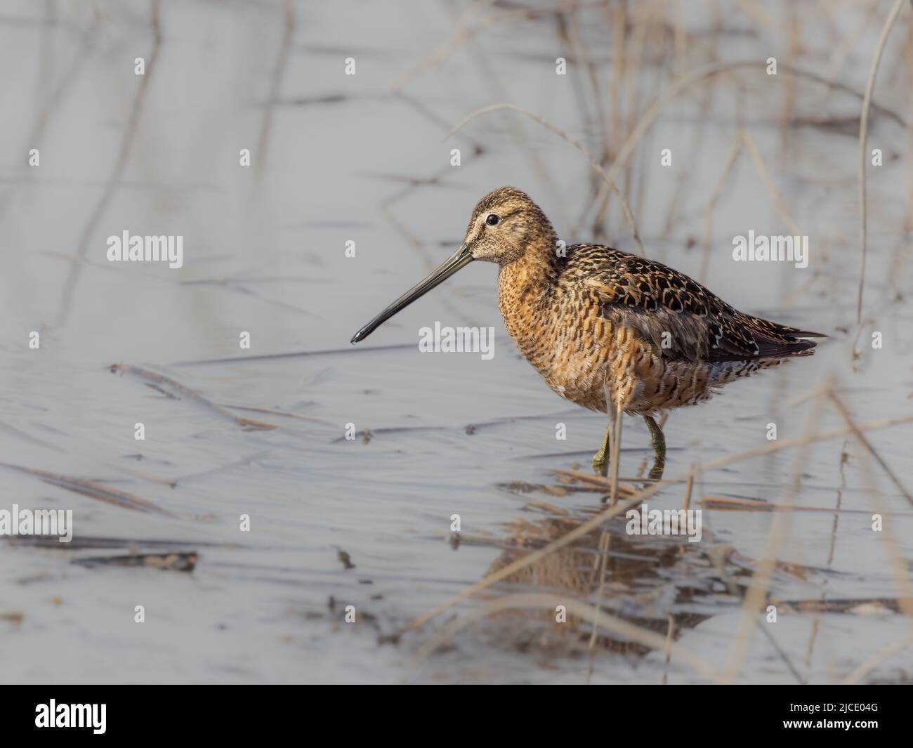 Male Short-billed Dowitcher in Breeding Plumage Stock Photo - Alamy
