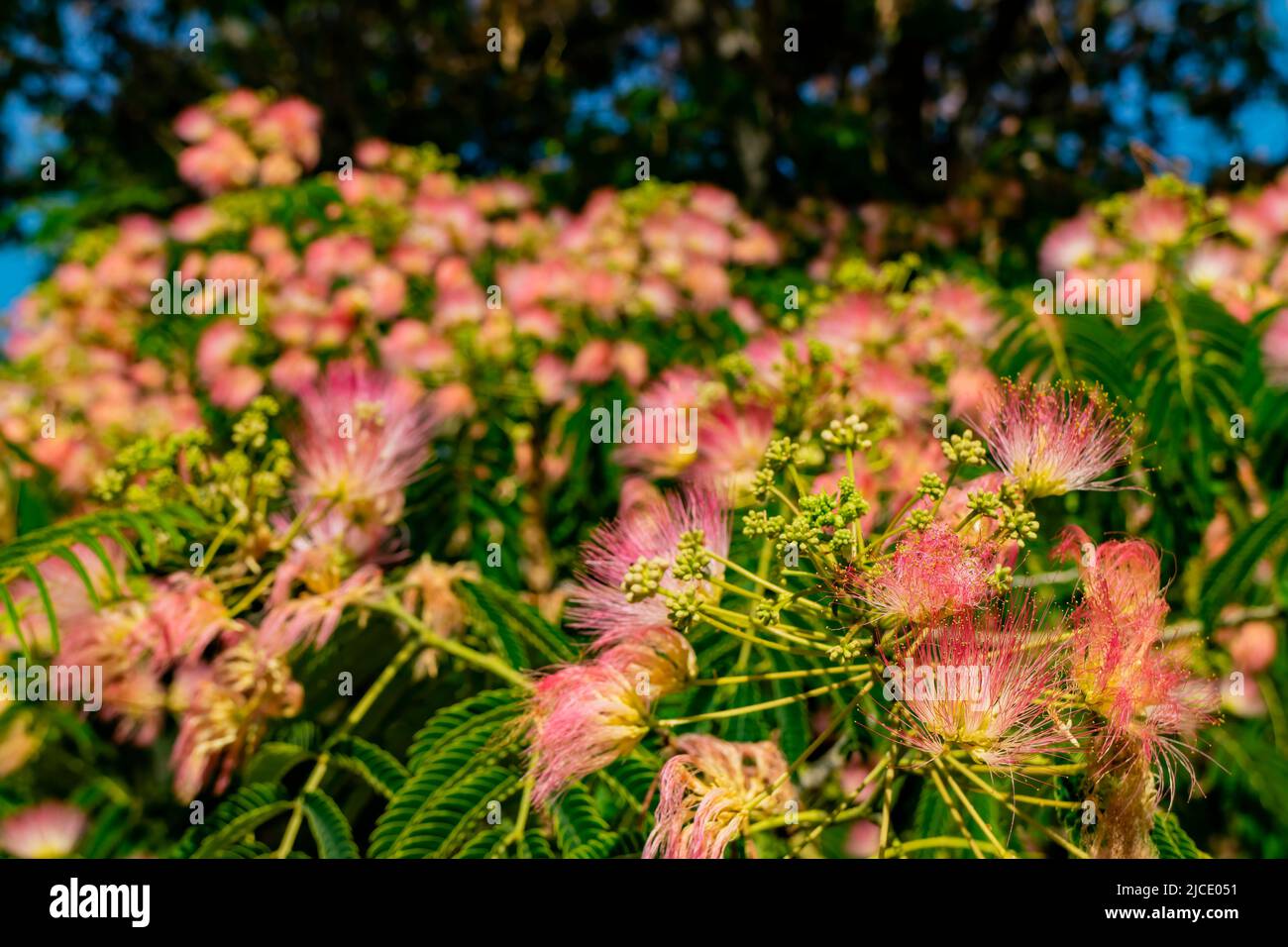 Persian silk tree blossom hi-res stock photography and images - Alamy