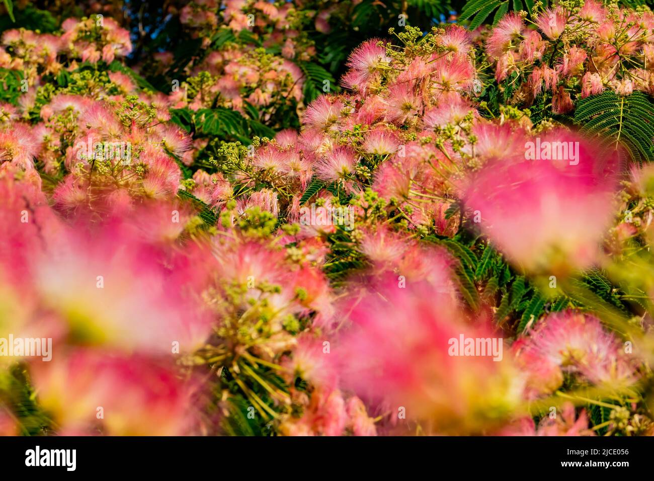 Persian silk tree blossom hi-res stock photography and images - Alamy