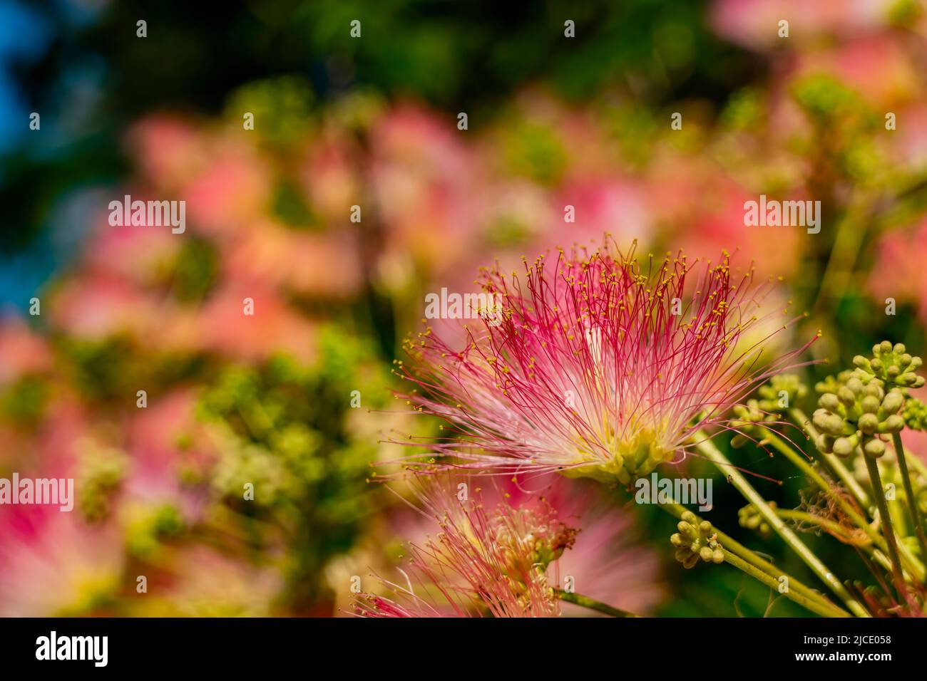 Persian silk tree blossom hi-res stock photography and images - Alamy