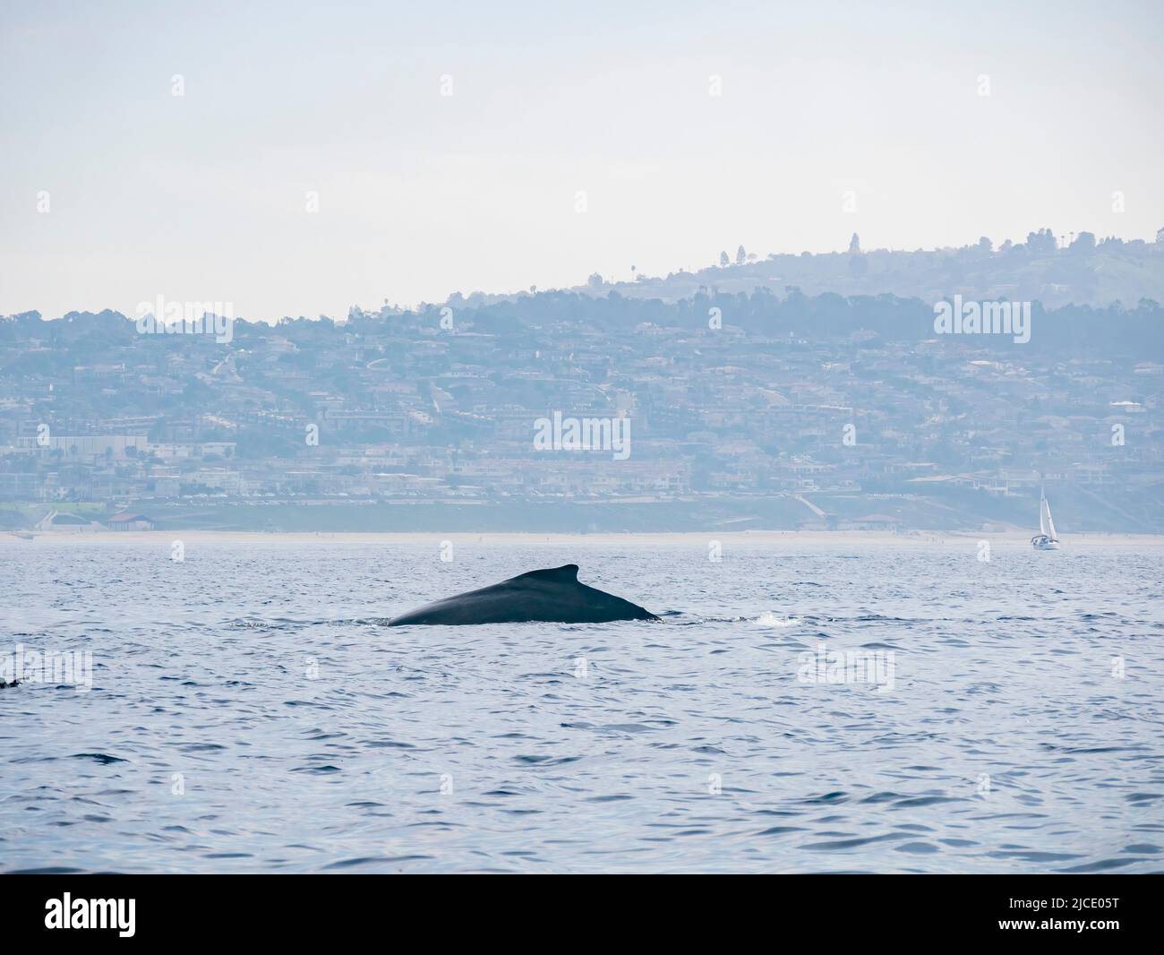 Close up shot of Humpback Whale back at Los Angeles Stock Photo - Alamy