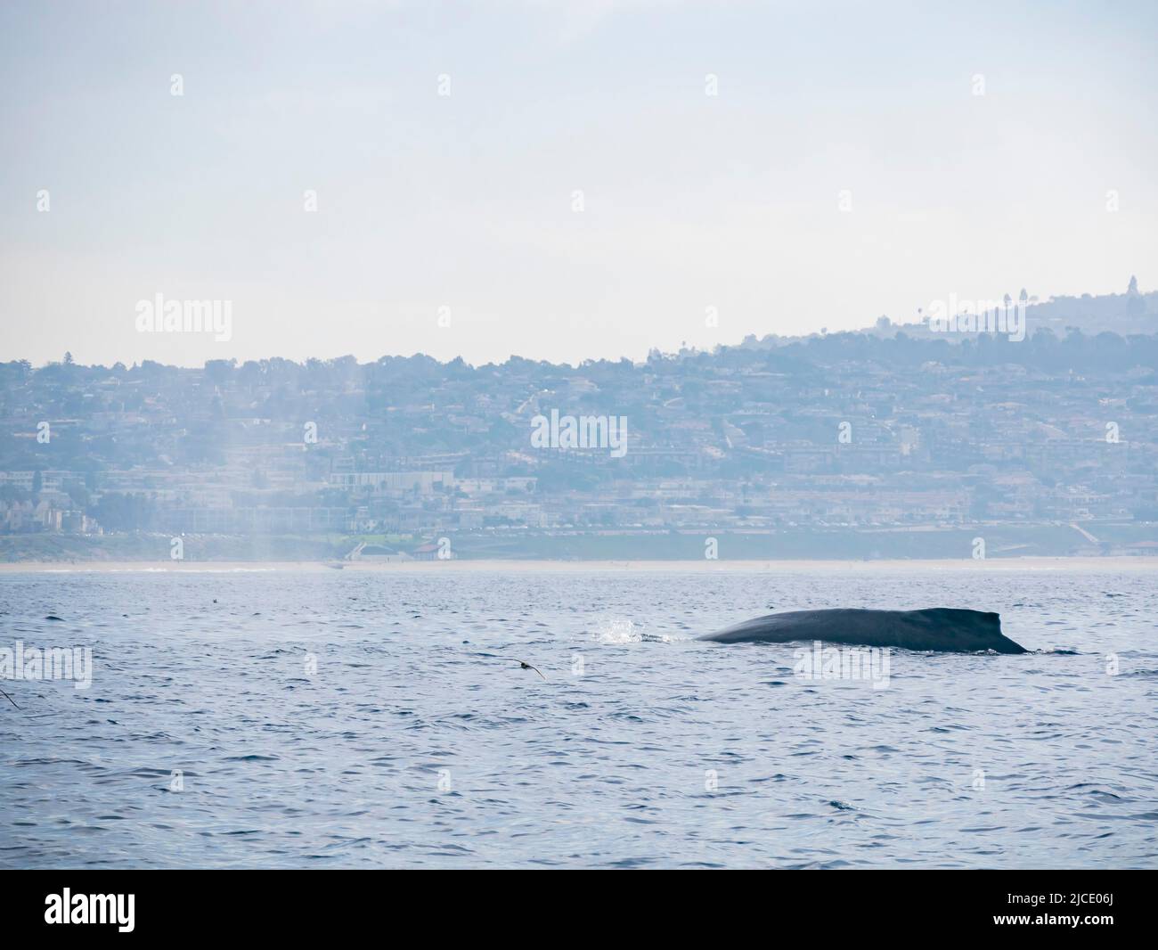 Close up shot of Humpback Whale back at Los Angeles Stock Photo - Alamy
