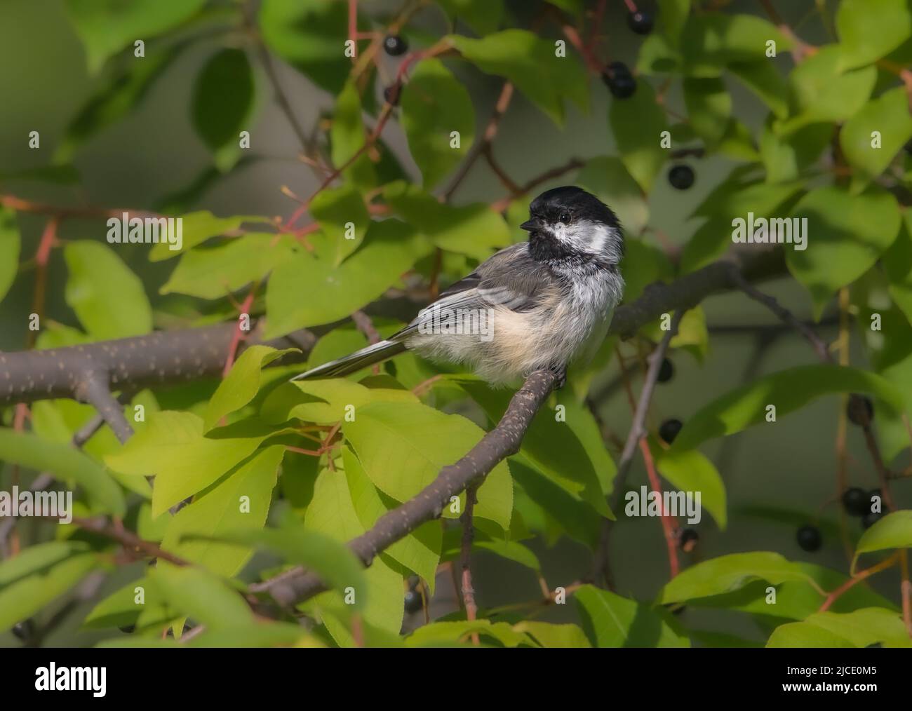 A Black-capped Chickadee in Alaska Stock Photo - Alamy
