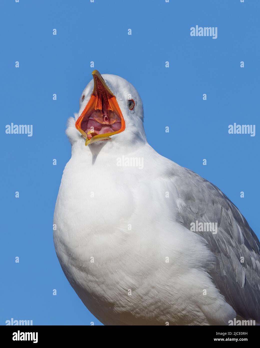 Common gull, mew gull, or sea mew big yawn Stock Photo - Alamy