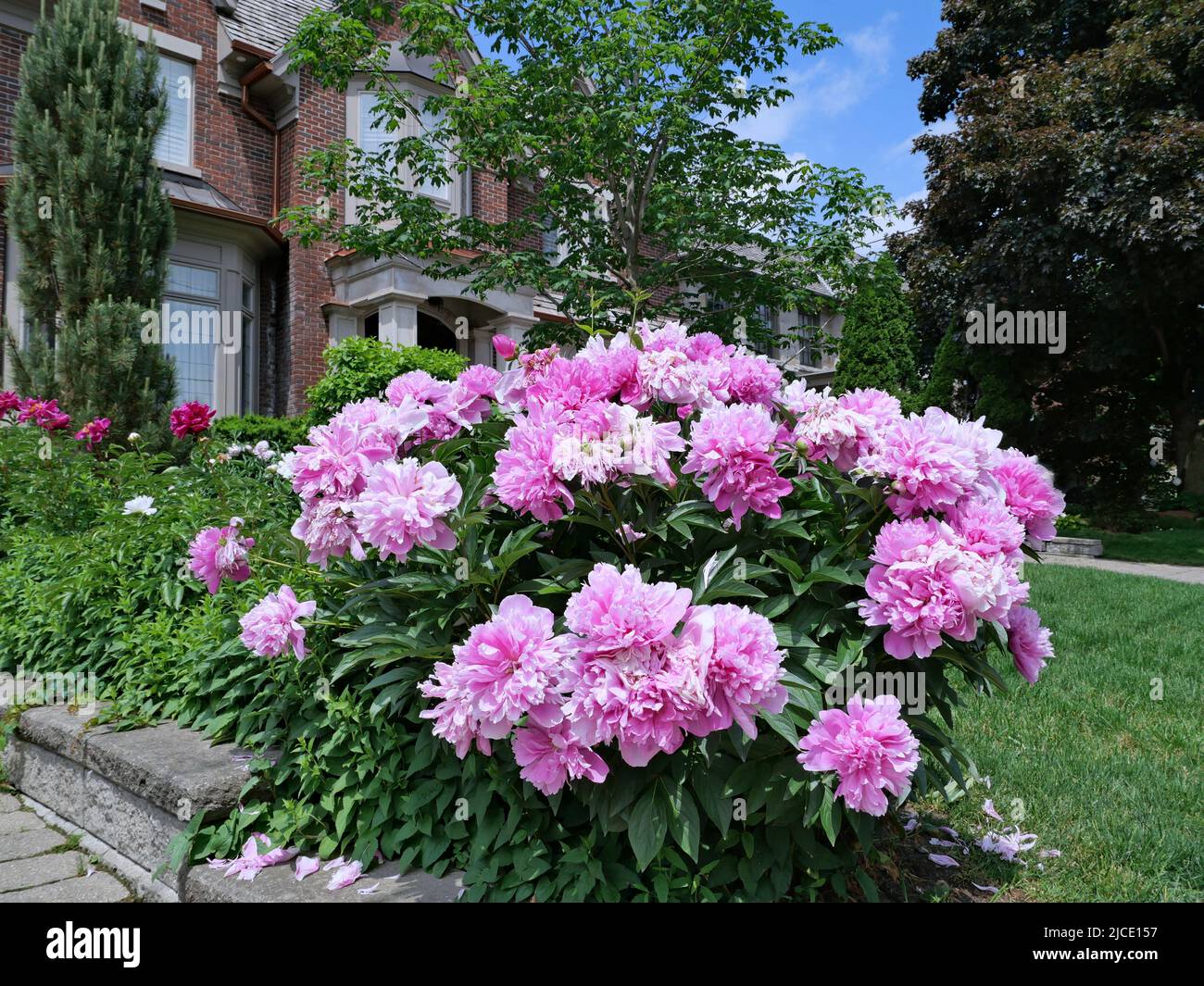 Pink peony bush full of flowers Stock Photo - Alamy