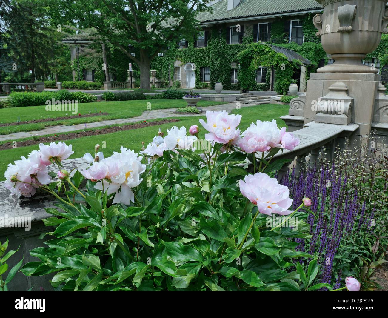 Pinkish white peony bush beside a stone balustrade, Glendon Hall, York ...