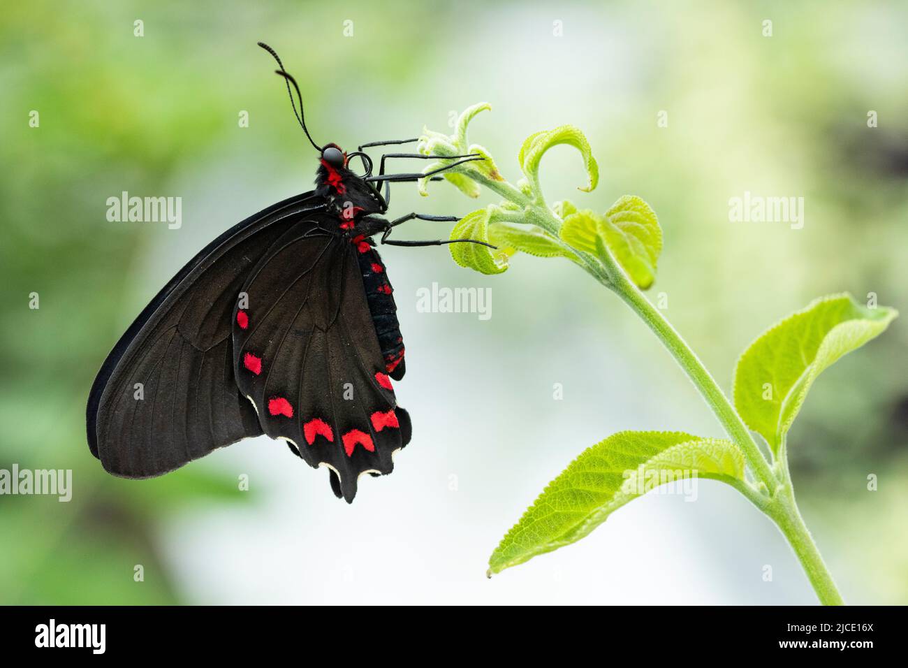 Butterfly flying hi-res stock photography and images - Alamy