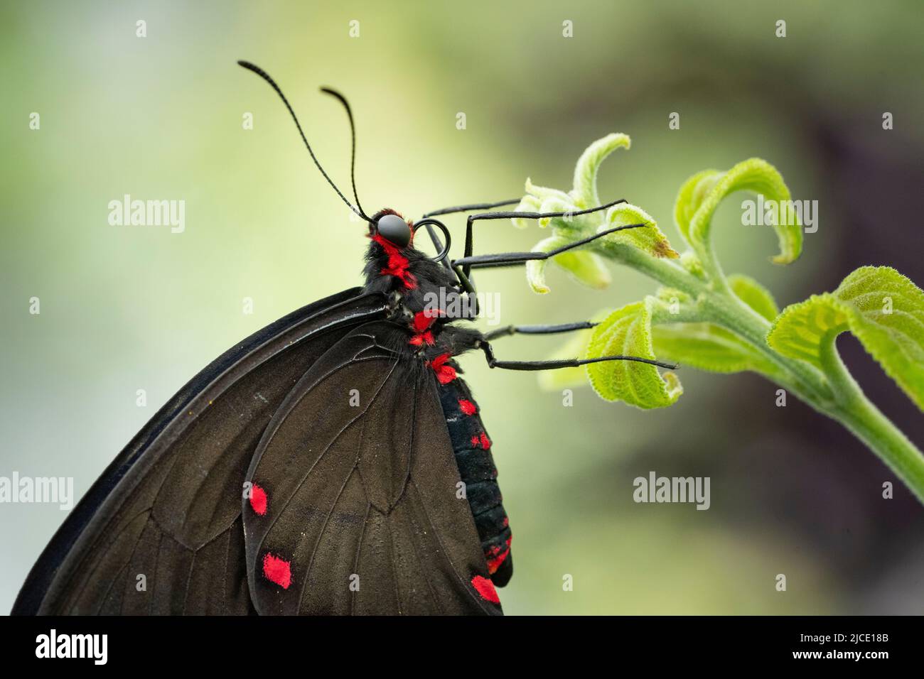 Variable Cattleheart butterfly flying freely in a vivarium Stock Photo ...