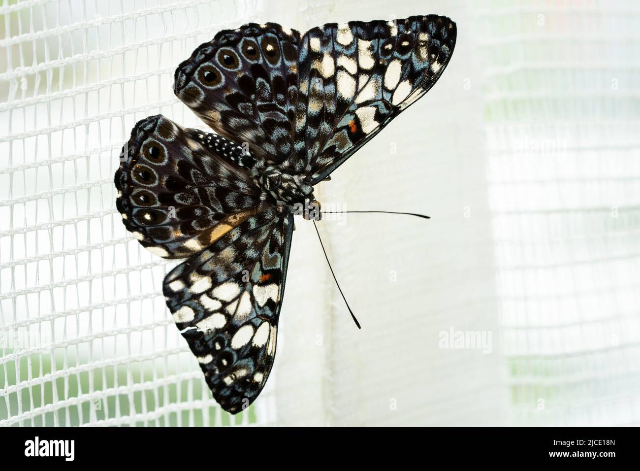 Red cracker butterfly flying freely in a vivarium Stock Photo - Alamy