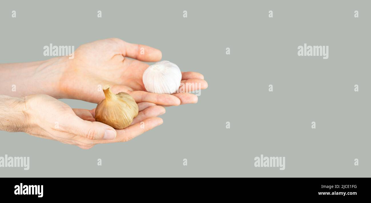Hands with white and black garlic heads. Garlic and fermented garlic in ...
