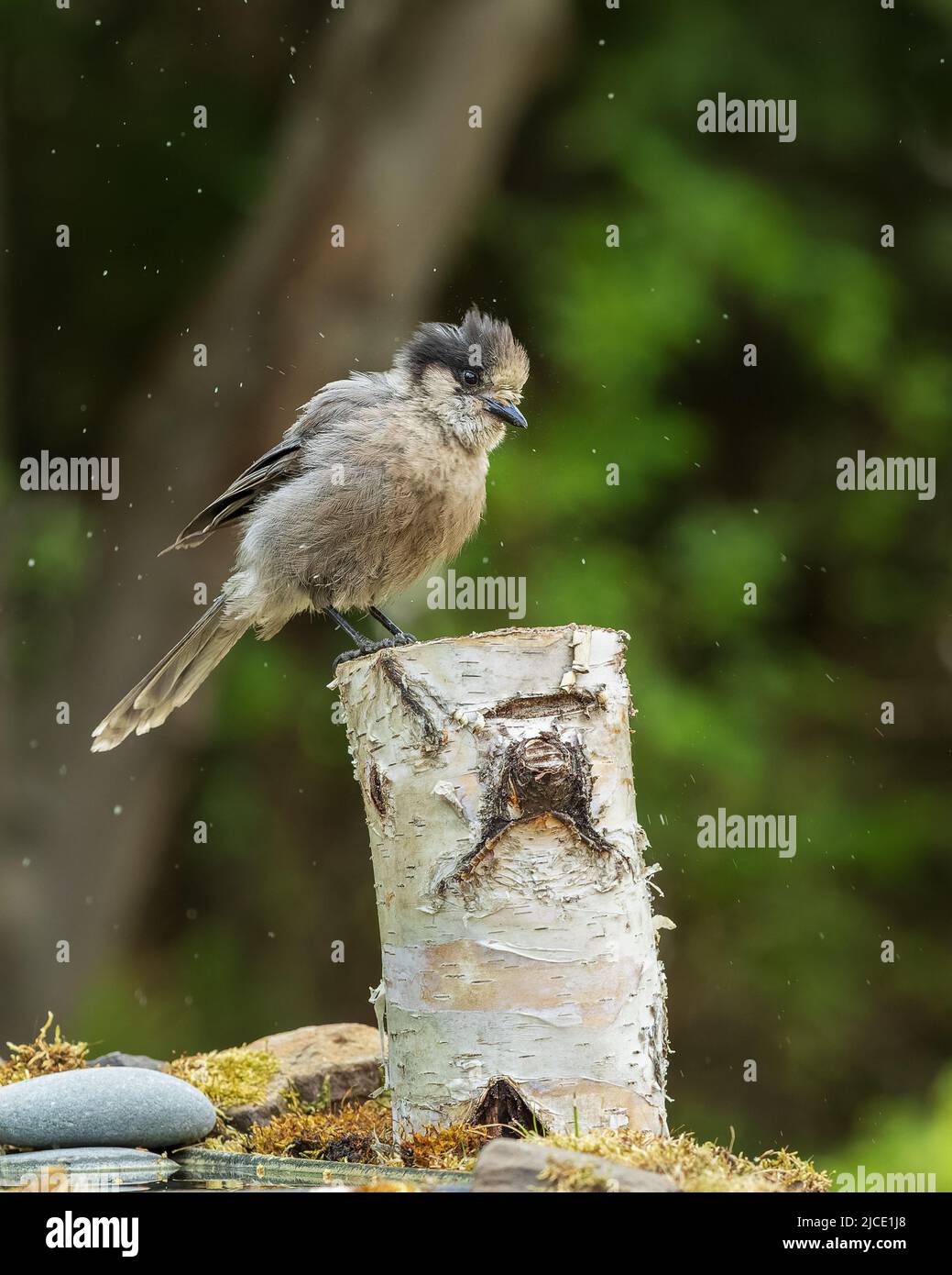 Gray Jay or Canada Jay in Alaska Stock Photo - Alamy